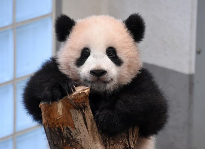 “シャンシャン特需”は？ “パンダ銘柄”の東天紅、赤字転落へ：人材不足も影響 - ITmedia ビジネスオンライン