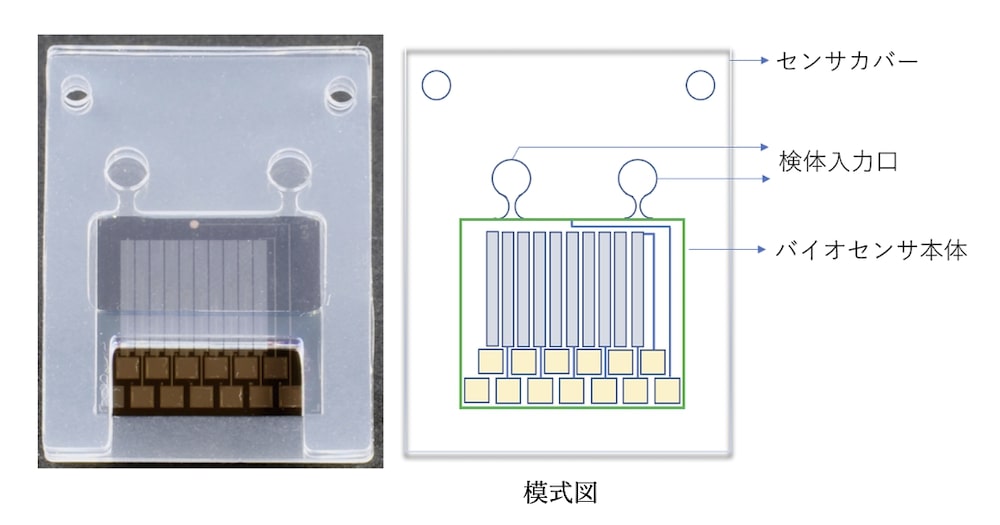 短時間で複数の核酸、病原体を検出できるバイオセンサーを開発：医療機器ニュース - MONOist
