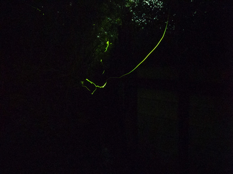 最近のスマホはホタルが撮れるぞ！ カメラ設定を簡単解説 (l_ki_hotaru07.jpg) - ITmedia Mobile