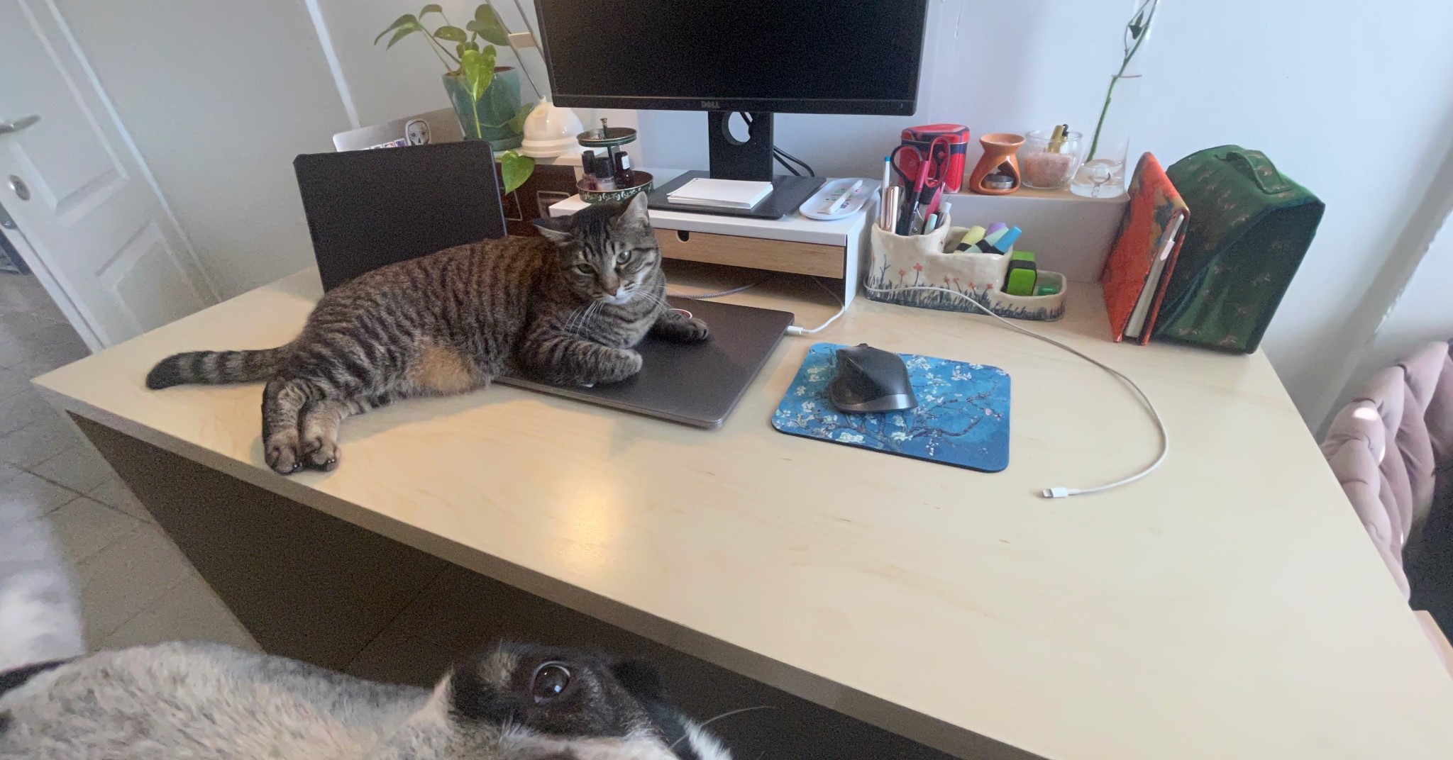 Wix.comを支えるみんなのデスク環境 イスラエル・アイルランド・日本オフィス勤務者の机が大集合：IT企業デスクツアー（3/5 ページ ...