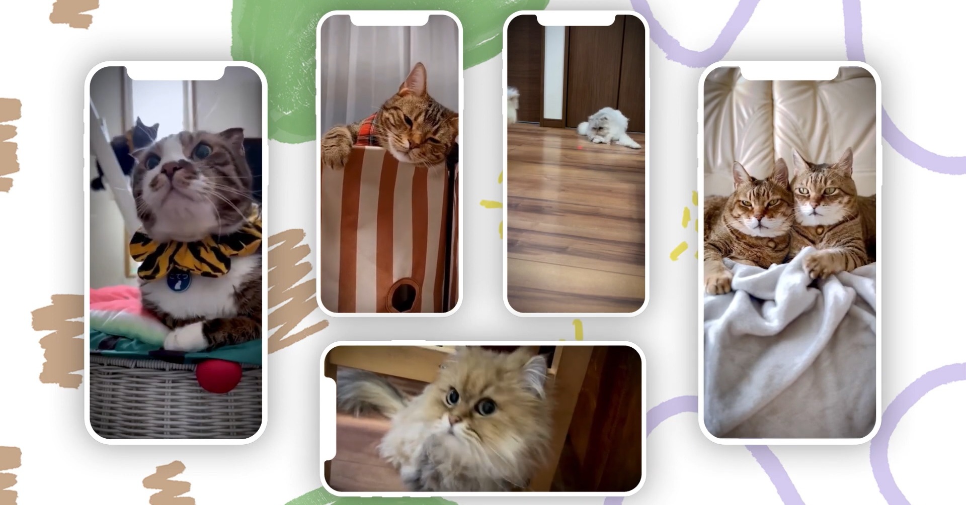 ネコ見放題 WOWOW、ネコ専用配信アプリ「nekochan」リリース - ITmedia NEWS