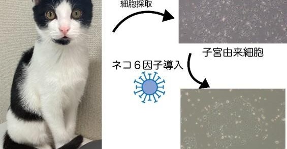 [B! cat] 世界初、“ネコ用iPS細胞”の安定作製に成功 新たな治療薬への応用に期待 大阪公立大など