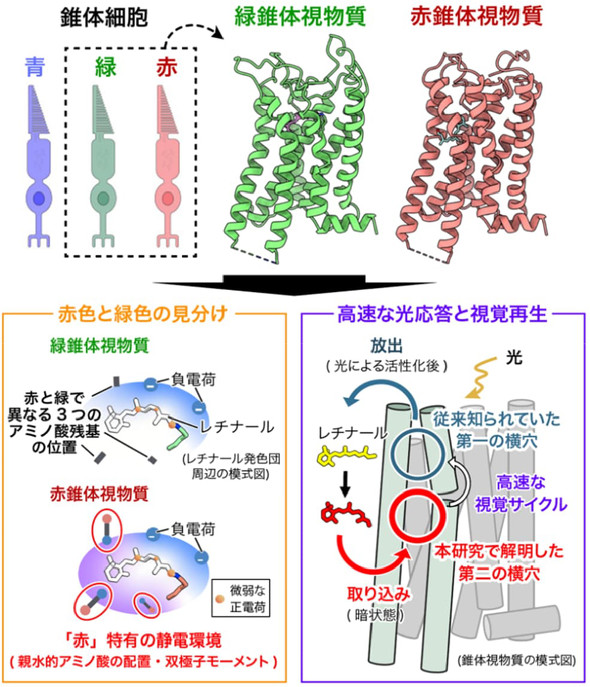 「赤」と「緑」を見分けられる仕組みを世界初解明、色覚障害の理解へ一歩 名工大や東大などがScience誌で発表：Innovative Tech ...