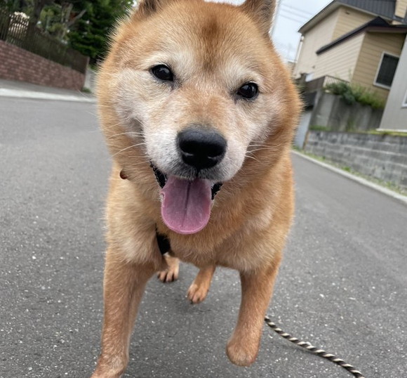 5年間コンテナから出られず、主食が食パンだったワンコ 新しい飼い主に見せたとびっきりの笑顔に涙が出る (l_ts_2307hachikun07 ...