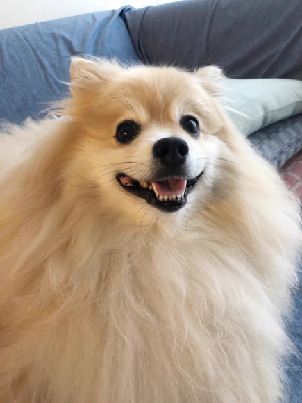 暗闇に光る……ポメラニアン!? 「歩く盆ちょうちん」のようなワンコに「ゲーミングドッグ！」となごむ声 (l_ts_2308pomeo010.jpg) - ねとらぼ