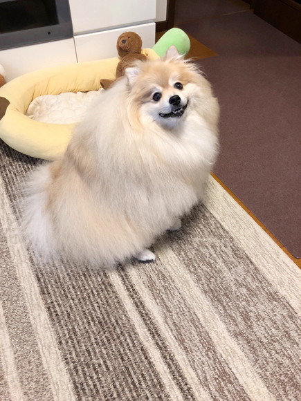 暗闇に光る……ポメラニアン!? 「歩く盆ちょうちん」のようなワンコに「ゲーミングドッグ！」となごむ声 (l_ts_2308pomeo07.jpg) - ねとらぼ