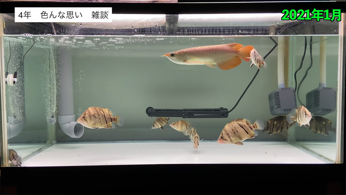 20マンで買ったアロワナ、4年で凄い色になる [451260388]