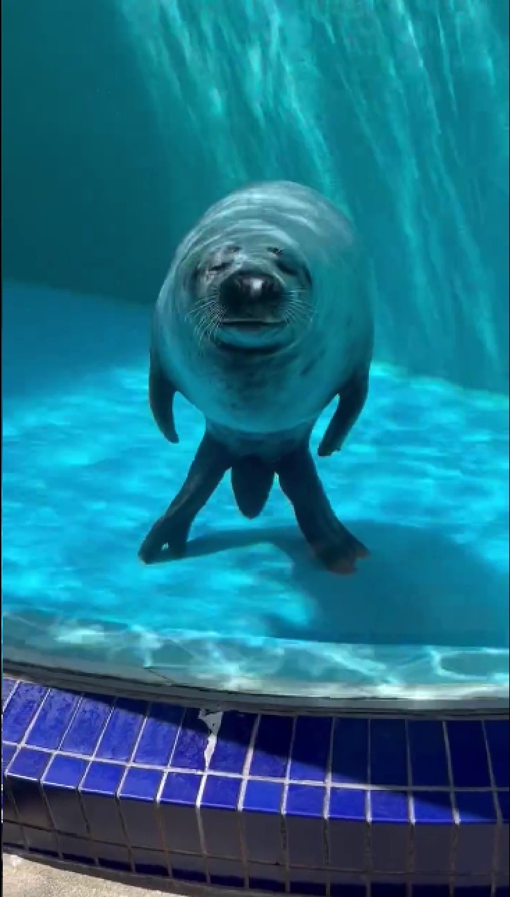 【画像】220万再生アザラシ玲 [377482965]