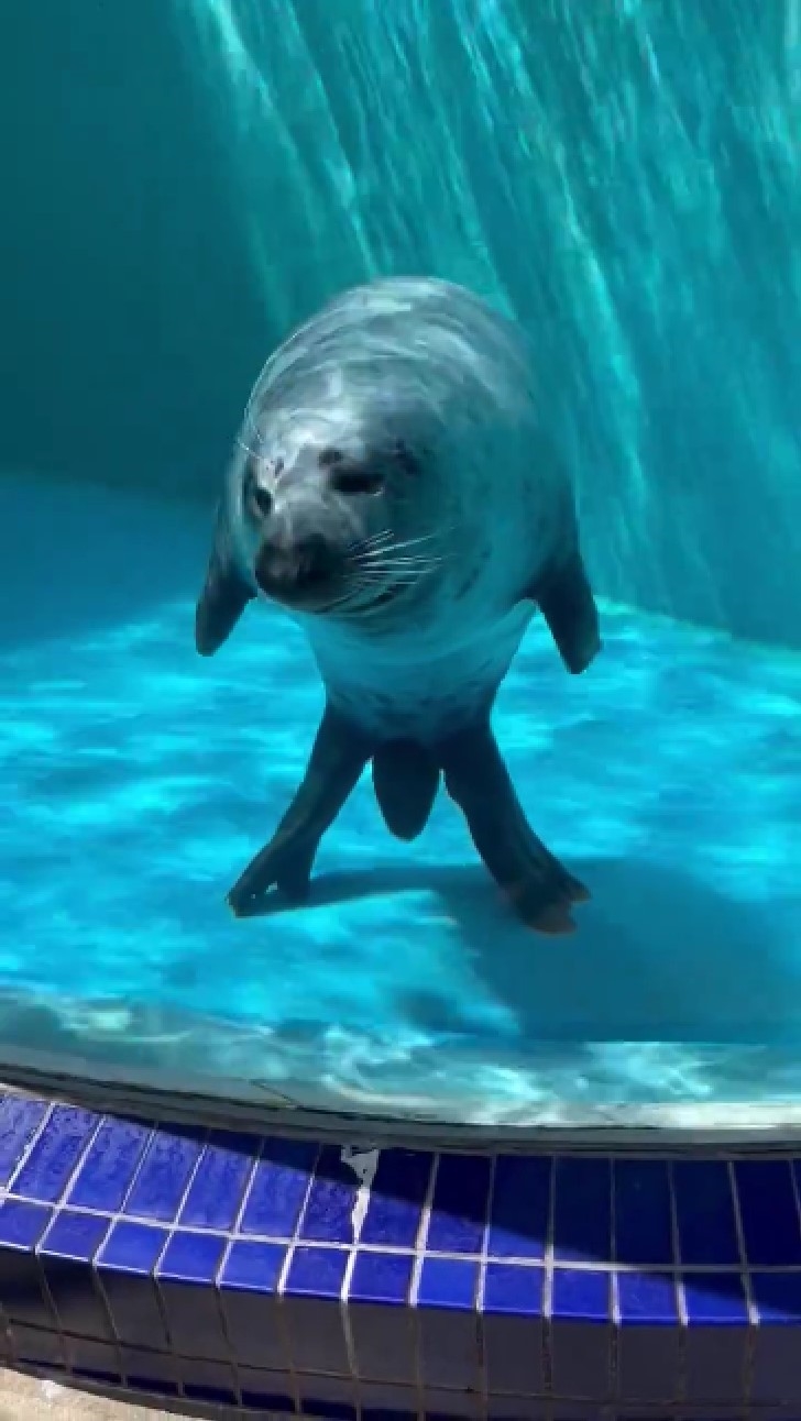 【画像】220万再生アザラシ玲 [377482965]