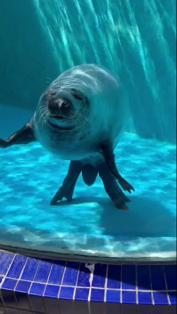 【画像】220万再生アザラシ玲 [377482965]