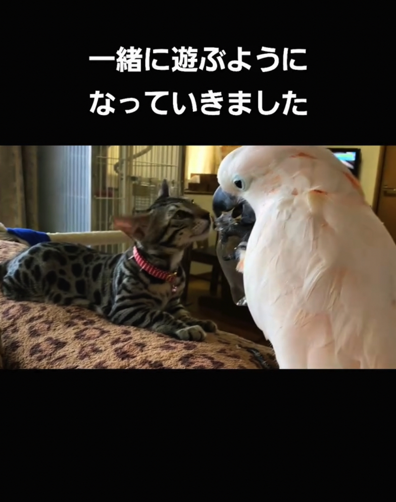 そりが合わない先住オウムと新入り子猫→8年後…… 驚きの“現在”が「尊すぎて」「何だろう涙が出ます」と129万再生 (l_oumu-cat ...
