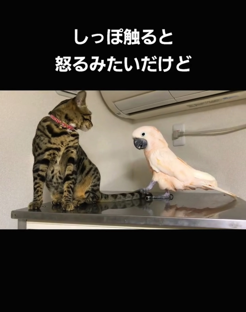 そりが合わない先住オウムと新入り子猫→8年後…… 驚きの“現在”が「尊すぎて」「何だろう涙が出ます」と129万再生 (l_oumu-cat ...