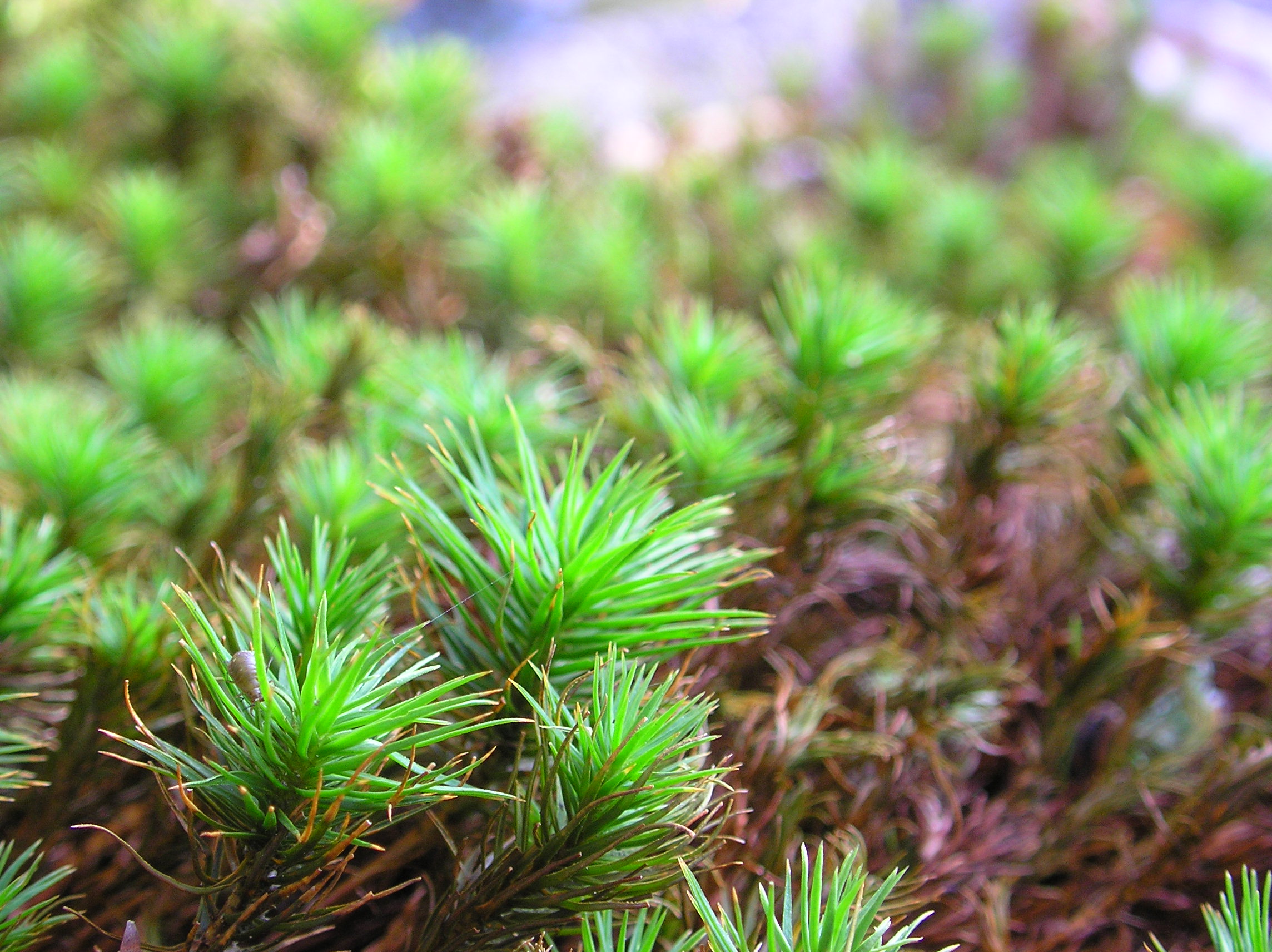 i:robeシステムの全貌と未来への予感（1/5 ページ） - ITmedia PC USER